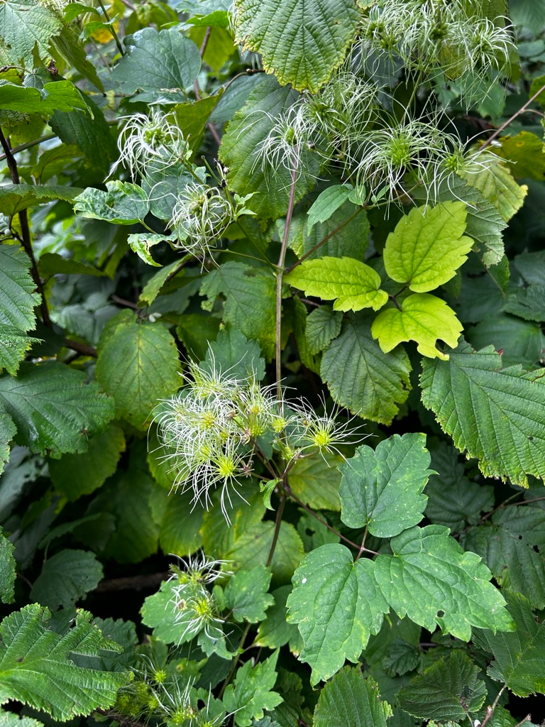 Climbing – Dragonfly Natives