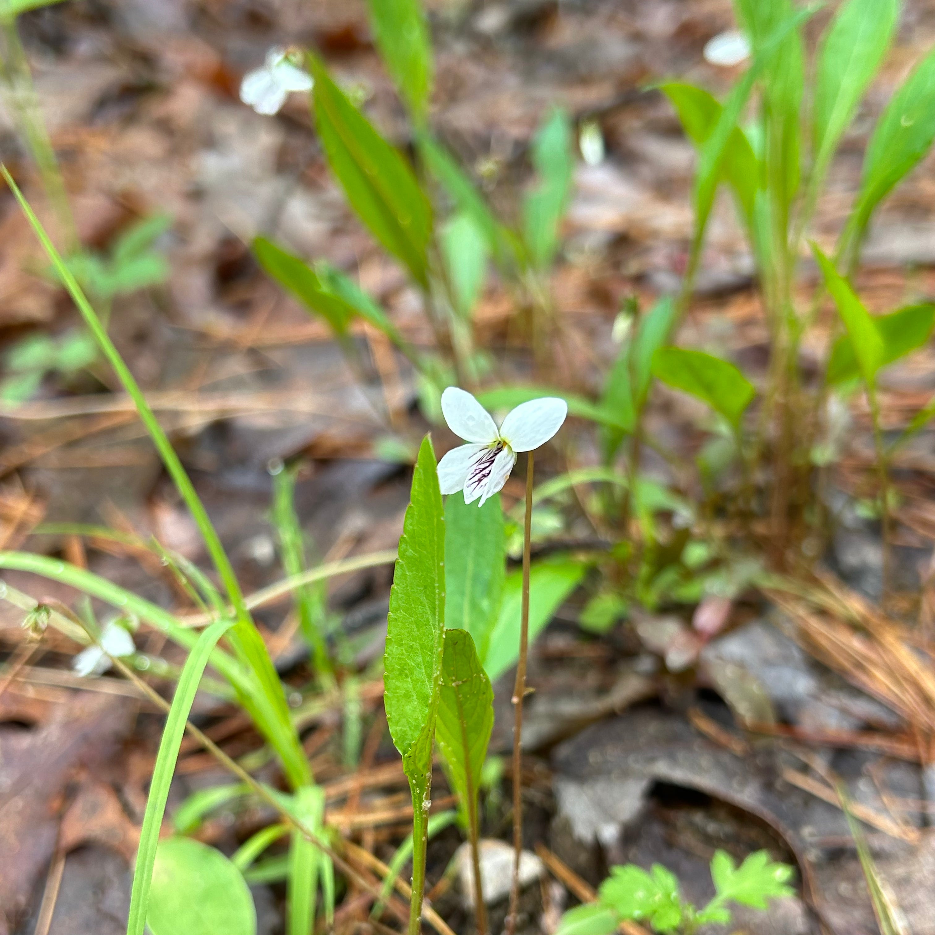 Viola lanceolata – Dragonfly Natives